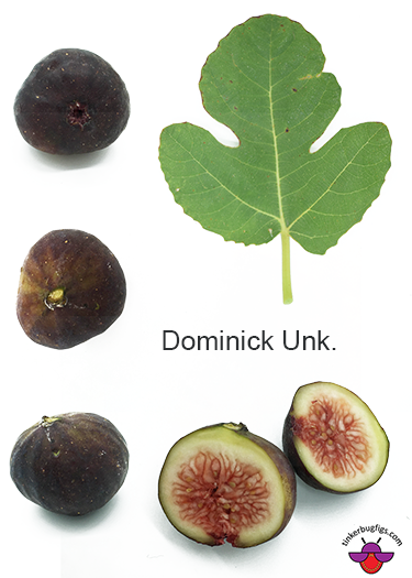 Dominick Unk. – TinkerBugFigs