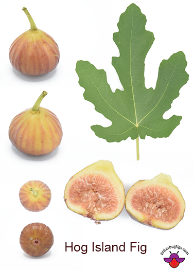 Hog Island Fig – TinkerBugFigs