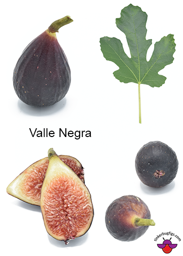 Valle Negra – TinkerBugFigs