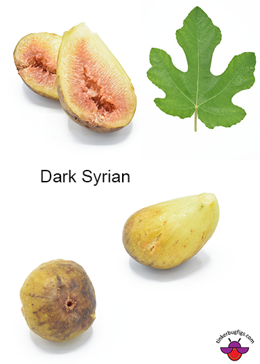 Dark Syrian – TinkerBugFigs