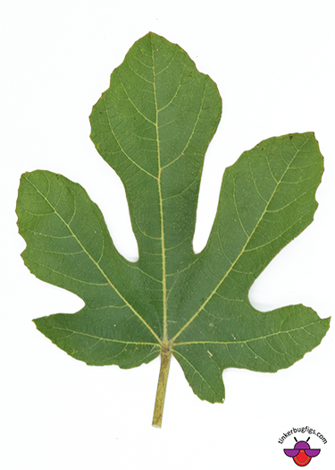 Emerald Strawberry – TinkerBugFigs