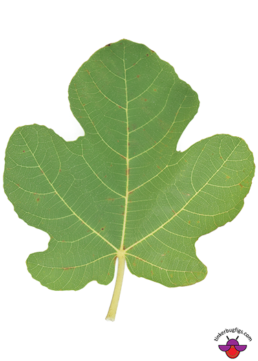 Orphan – TinkerBugFigs