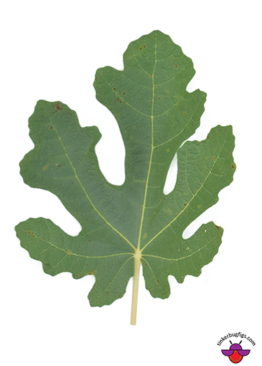 Sultane – TinkerBugFigs