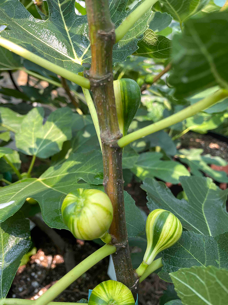 Rigato Del Salento (A Version) PV – TinkerBugFigs