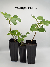 Nicky Dark – TinkerBugFigs