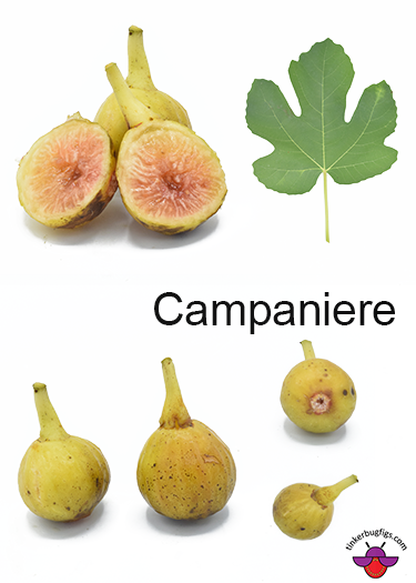 Campaniere – TinkerBugFigs