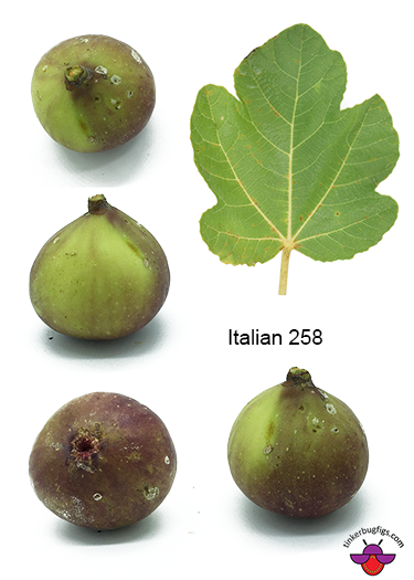 Italian 258 – TinkerBugFigs