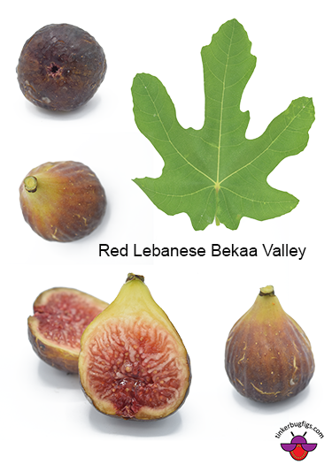 Red Lebanese Bekaa Valley – TinkerBugFigs