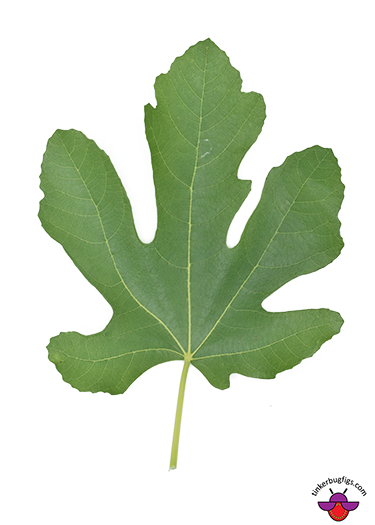 Corfu Unk – TinkerBugFigs