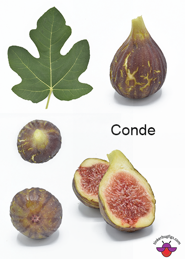 Conde – TinkerBugFigs