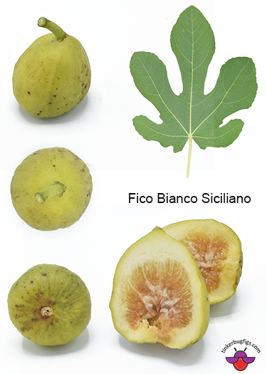 Belleclare 77 (Fico Bianco Siciliano) – TinkerBugFigs
