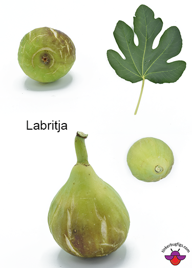 Labritja – TinkerBugFigs