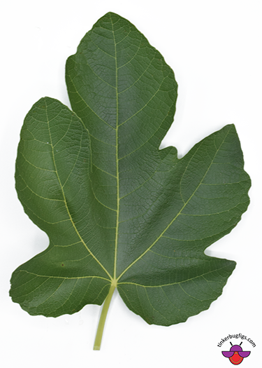 Verdal Negra – TinkerBugFigs