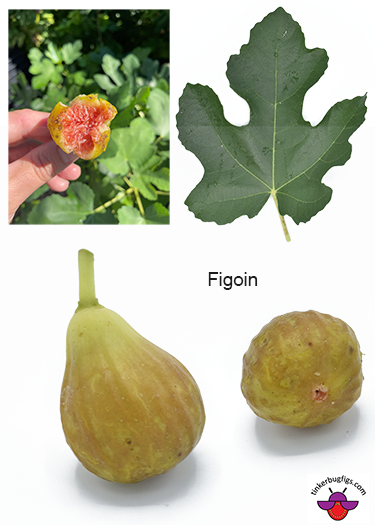 Figoin (Bass’s Version) – TinkerBugFigs