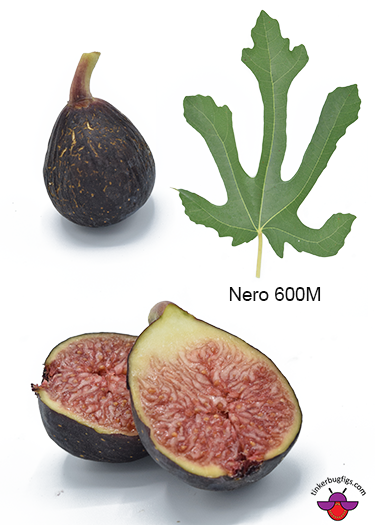 Nero 600M – TinkerBugFigs