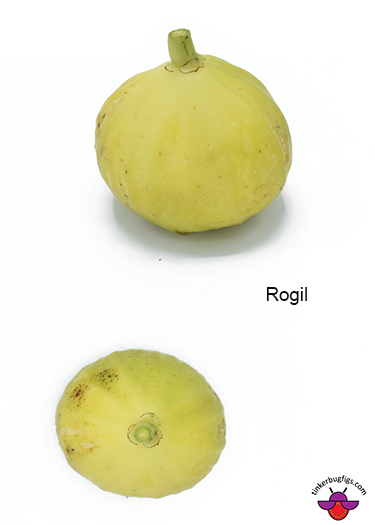 Rogil – TinkerBugFigs